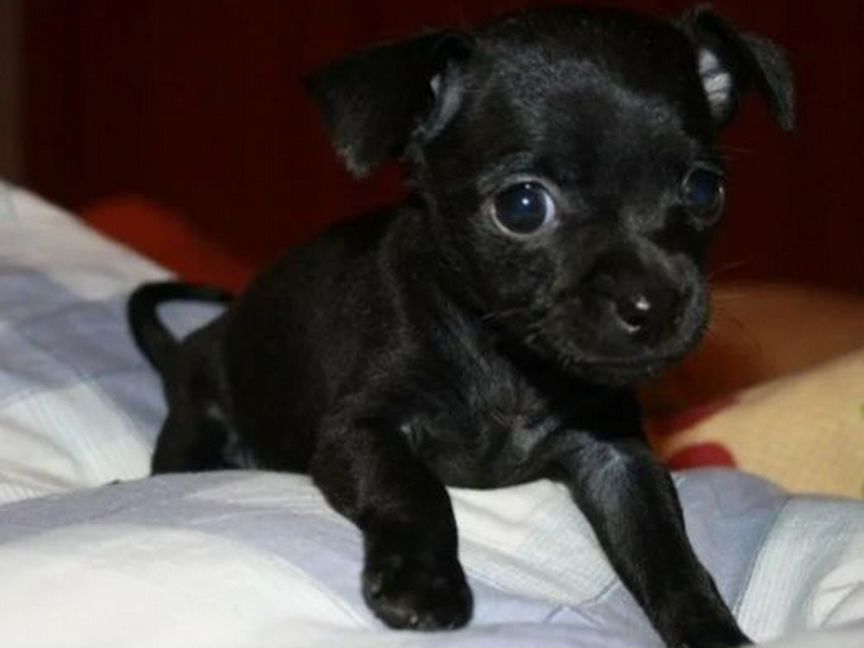 Мини той-терьер щенки