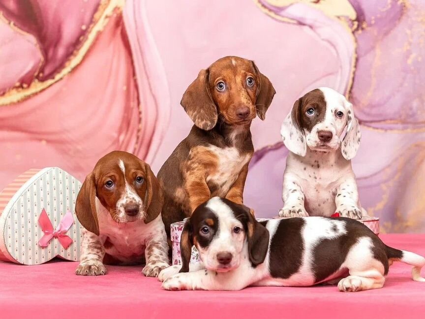 Такса стандартная окрас пайболд