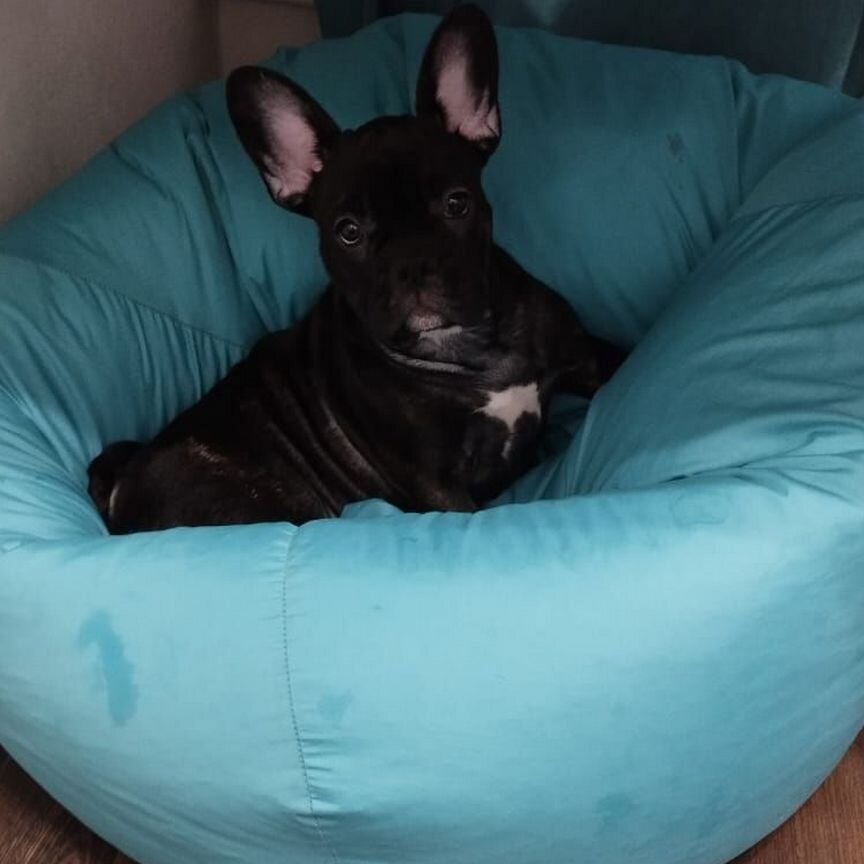 Щенок французский будьдог