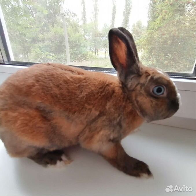 Декоративный кролик порода Рекс с клеткой