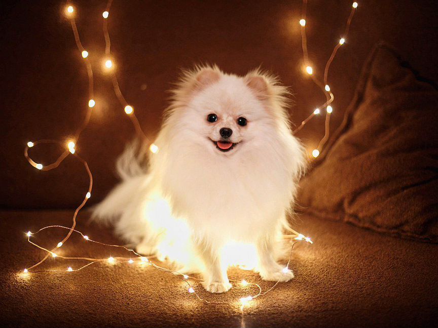 Помски Шпиц Мальтипу клуб скор