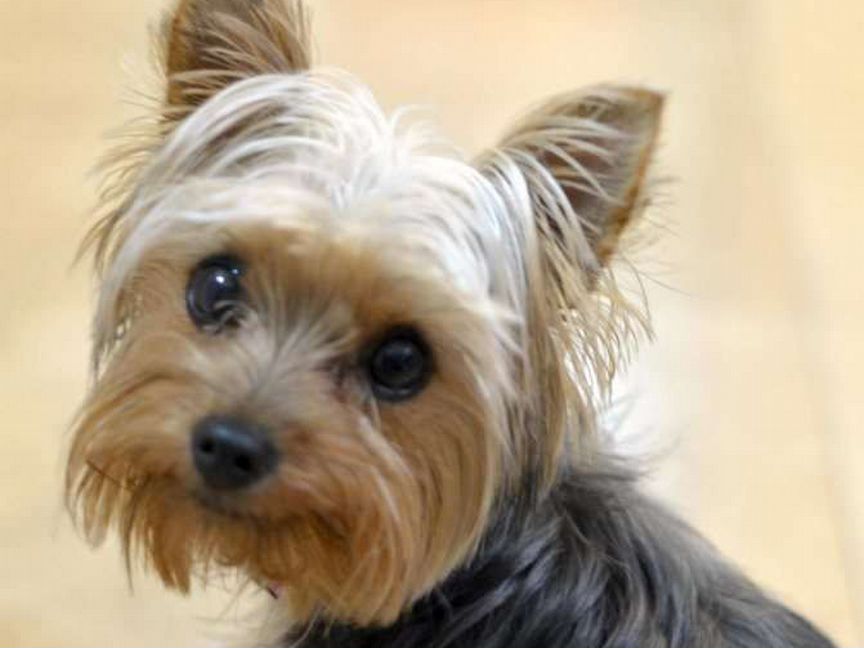 Йоркширский терьер. Жених, Вязка