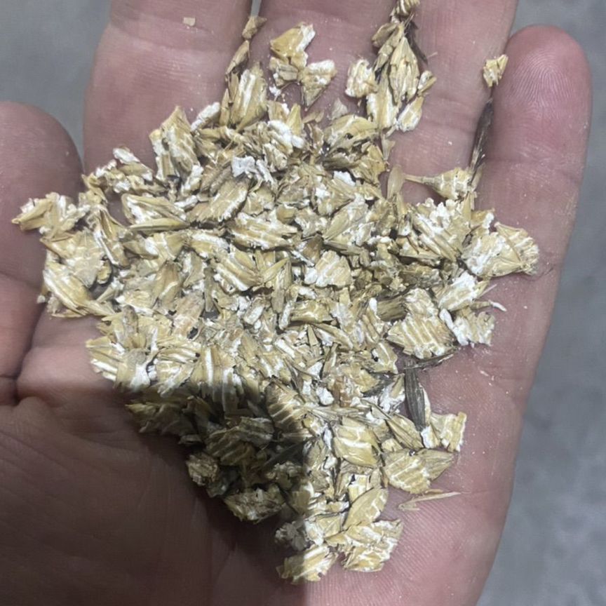 Ячмень плющенный