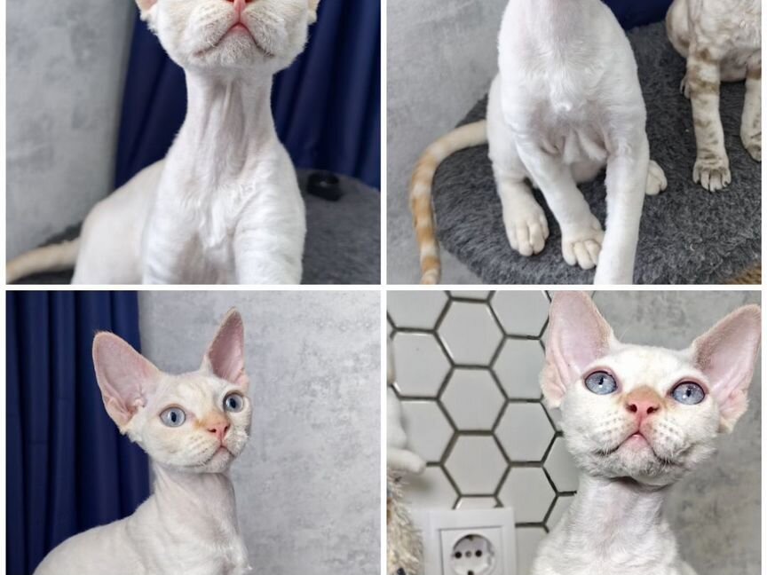 Девон-рекс мальчик