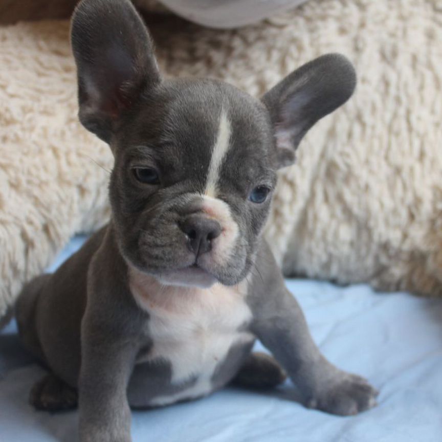 Французский бульдог, щенок