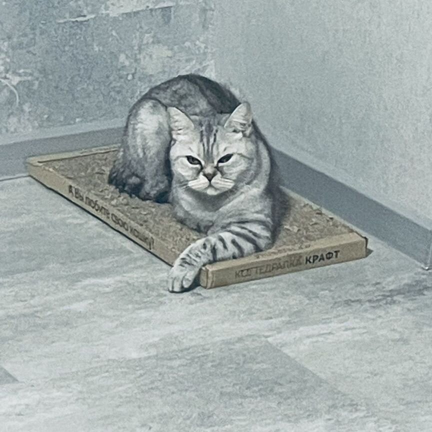 Вязка британских кошек