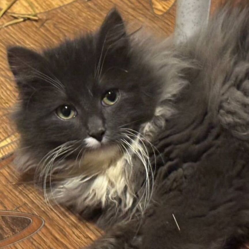 Сибирский котёнок