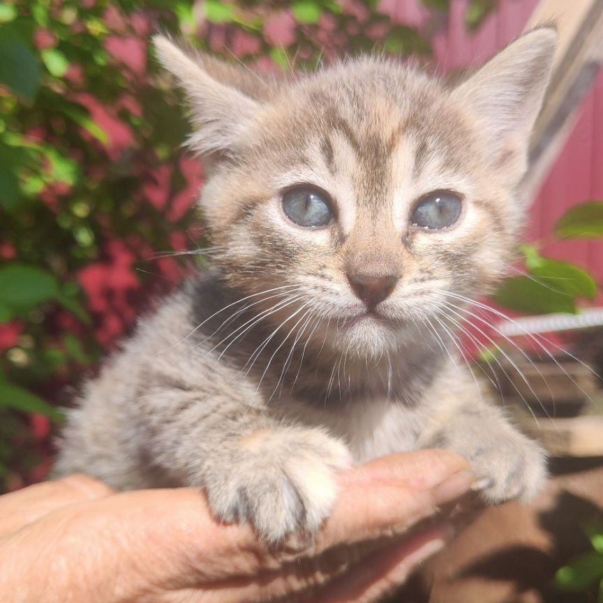 Котёнок в добрые руки
