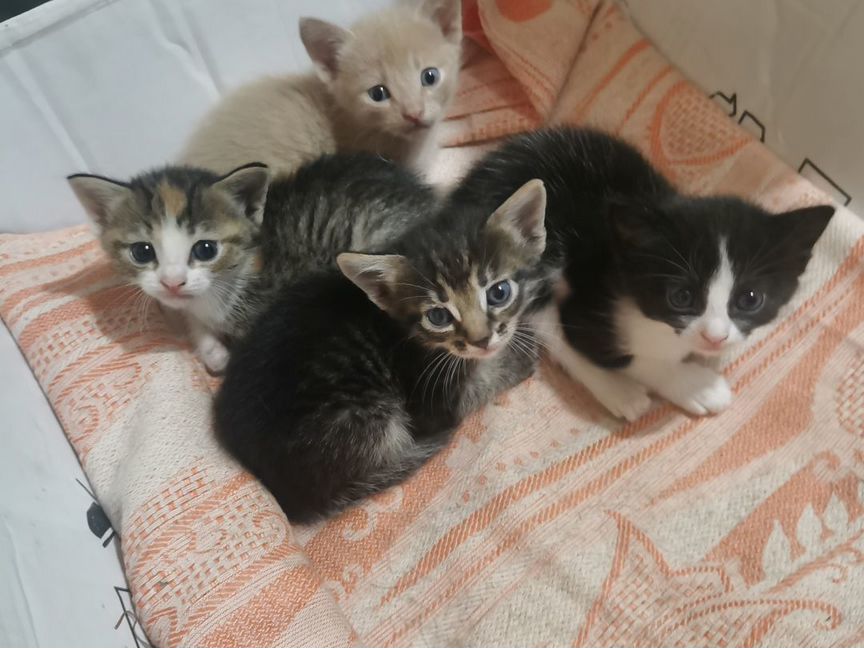 Котята в добрые руки 1 месяц