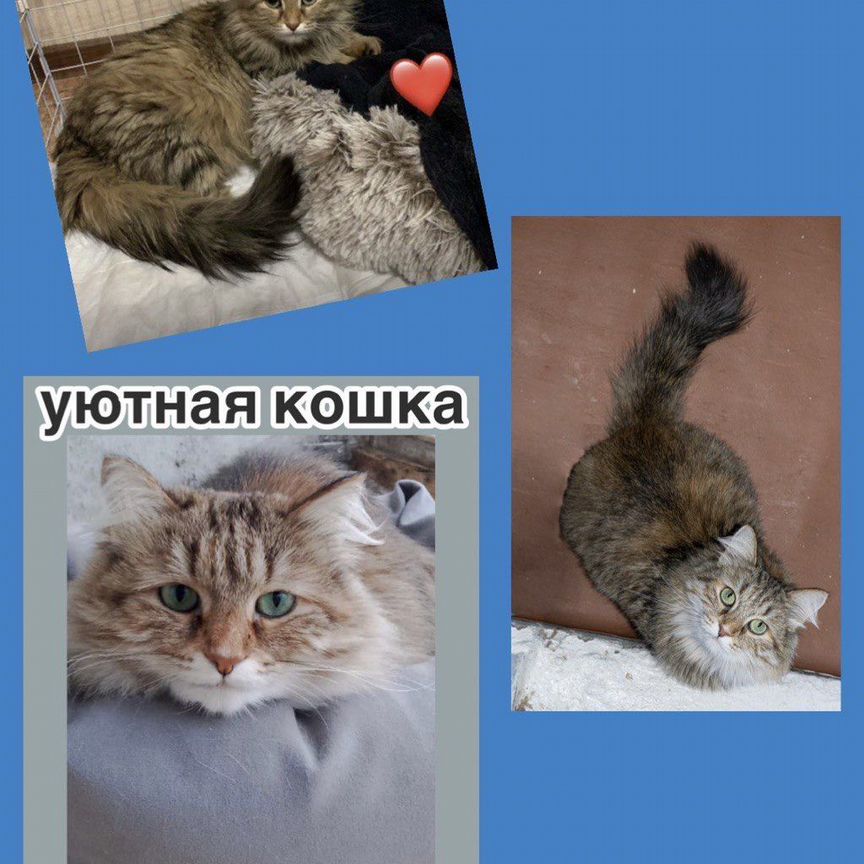 Самая лучшая кошка
