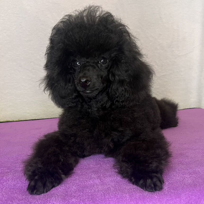 Той-пудель, щенок