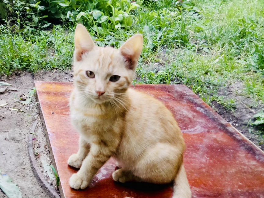 Рыжие мальчуганы ищут дом