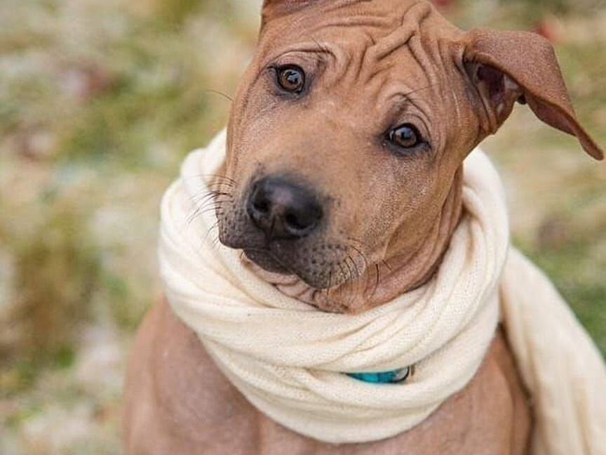 Тайский риджбек