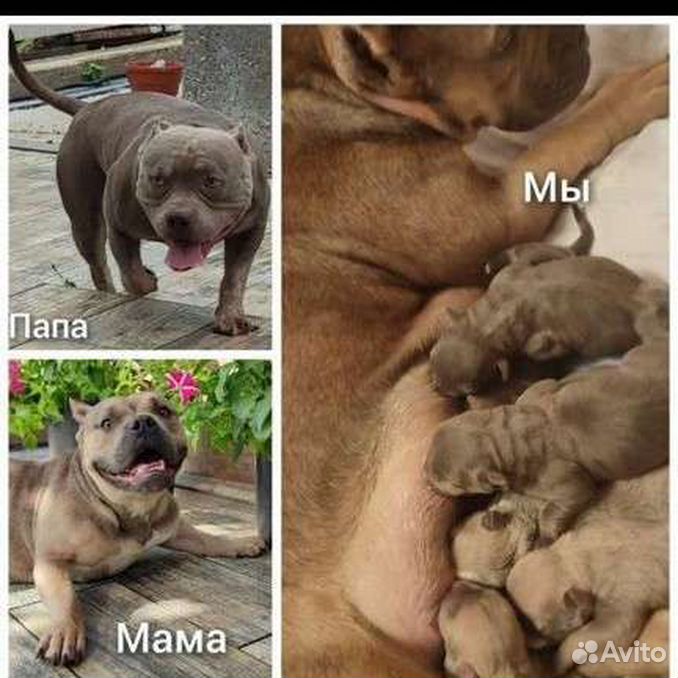 Открыта бронь, "Американский булли"