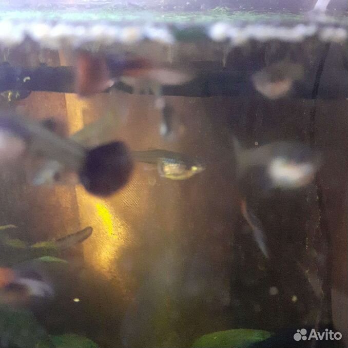 Аквариумные рыбки гуппи, молодняк