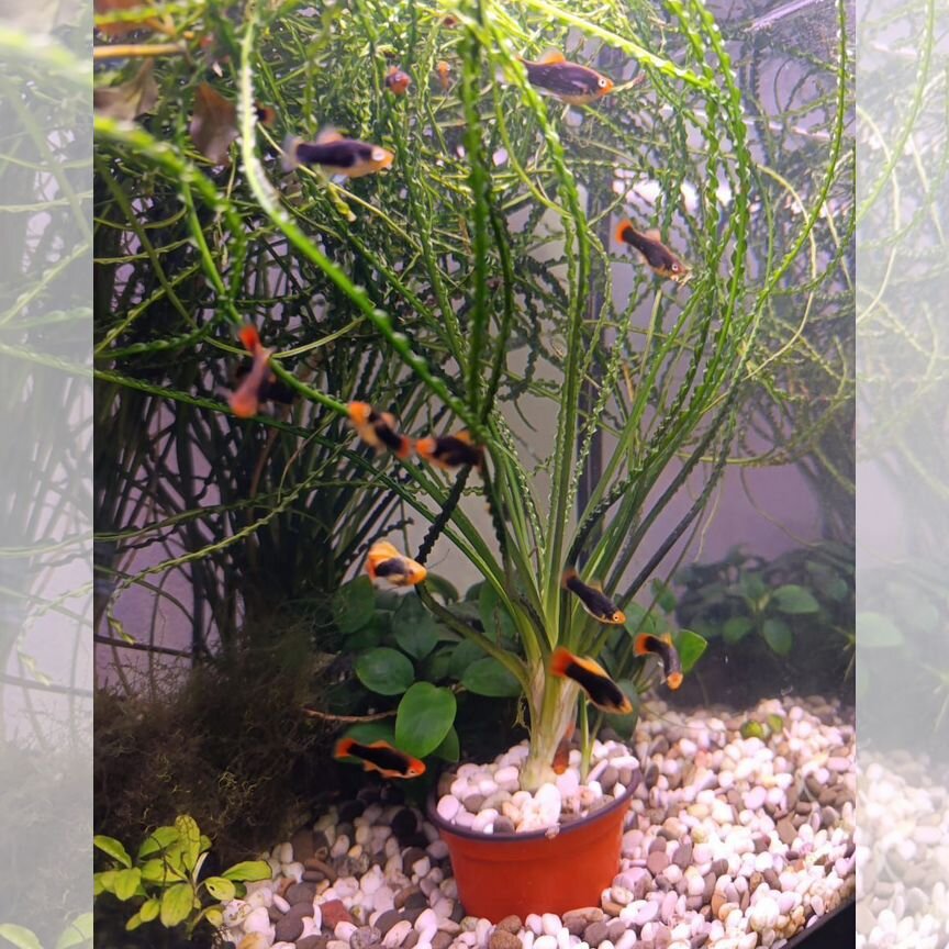 Пецилии гавайские