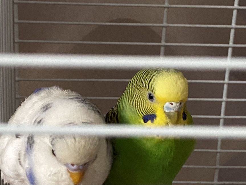 Волнистые попугайчики