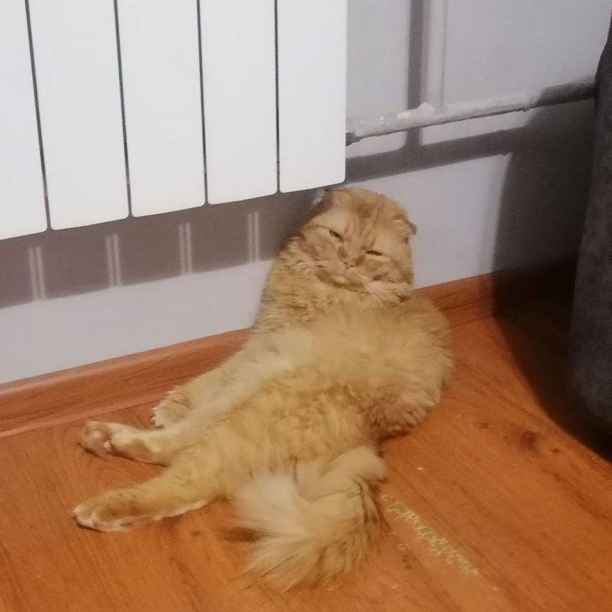 Выслоухие кошки в ставрополе