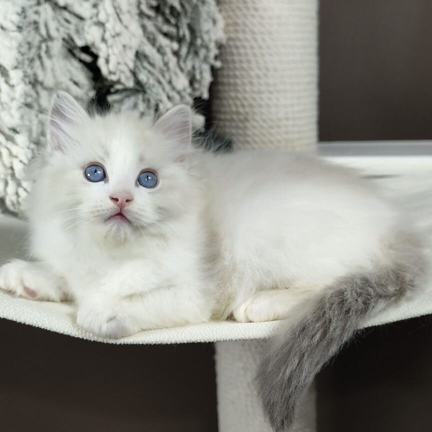 Рэгдолл котёнок
