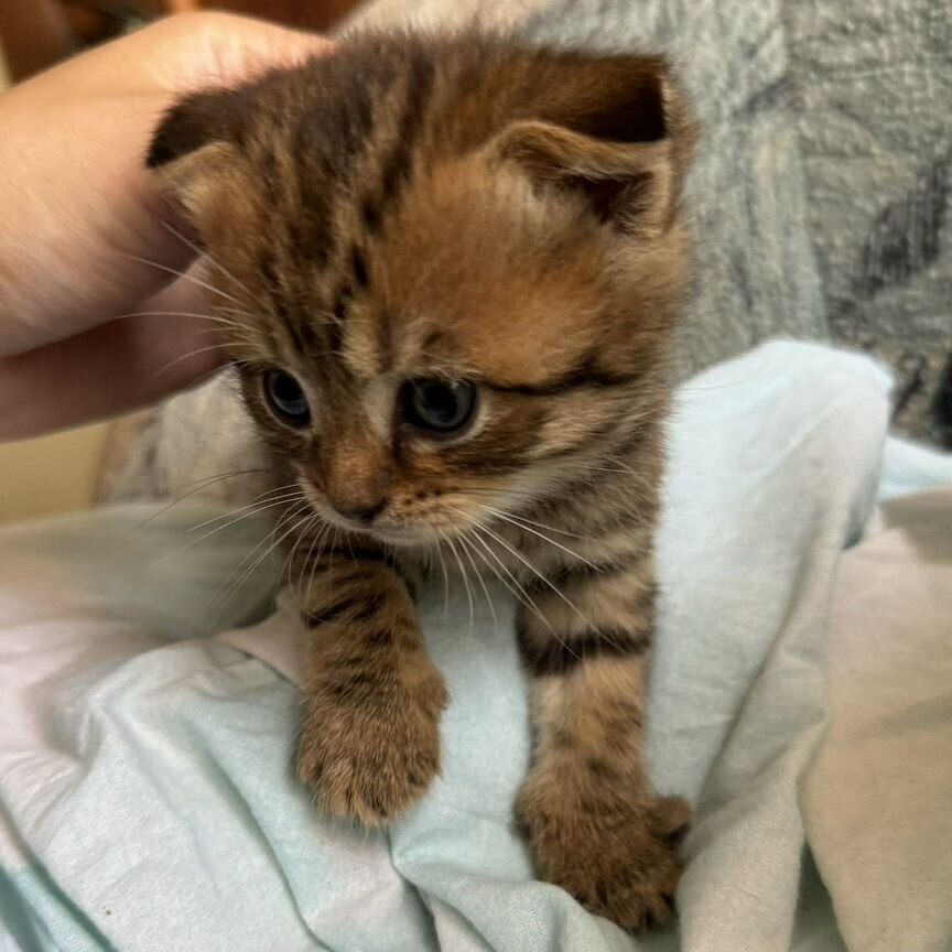 Британские котята