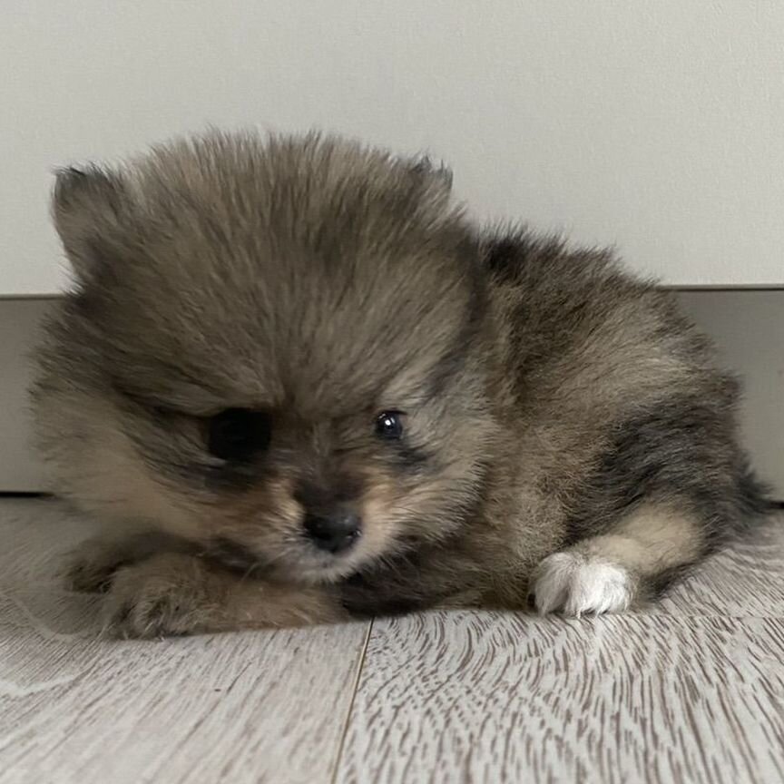 Щенки шпица