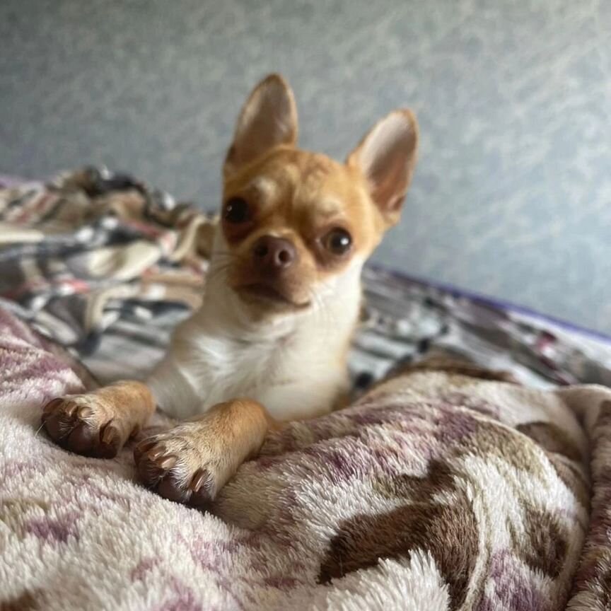 Ищем невесту