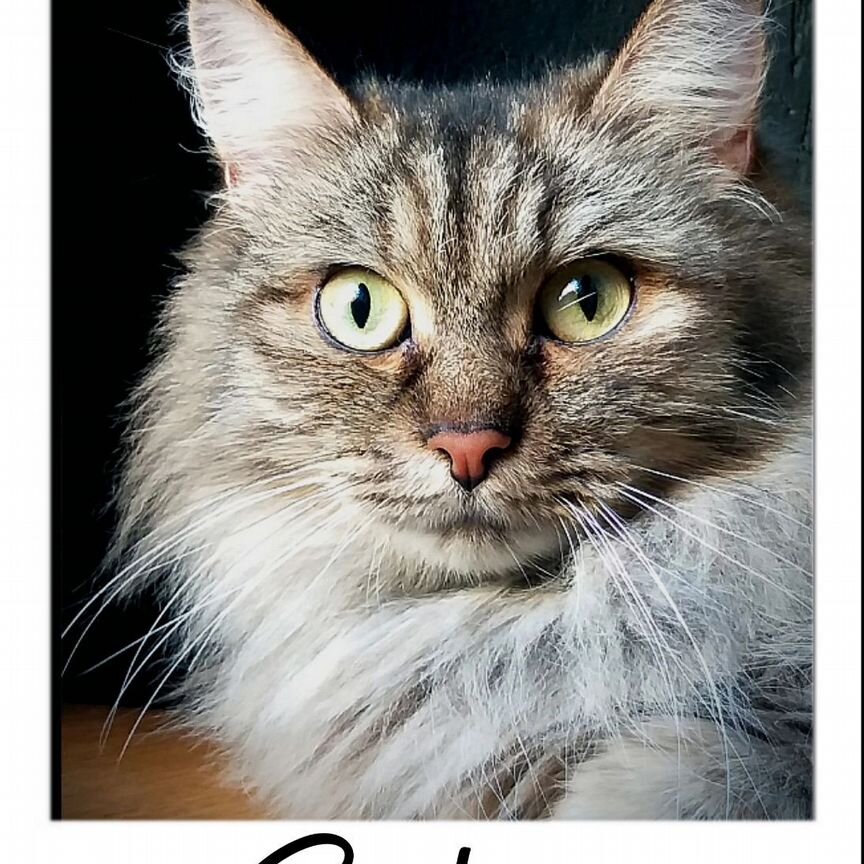 Отдам кошку Вафлю