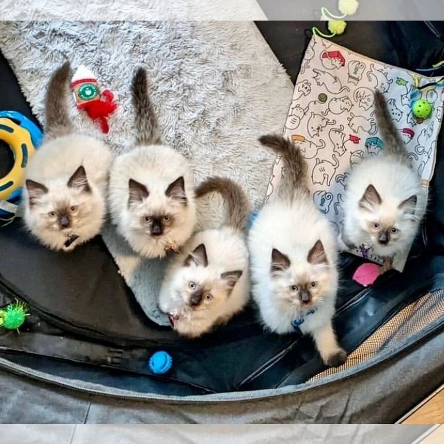 Котята Рэгдолл
