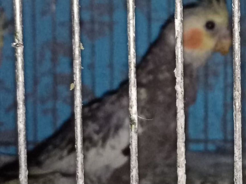 Попугаи корелла