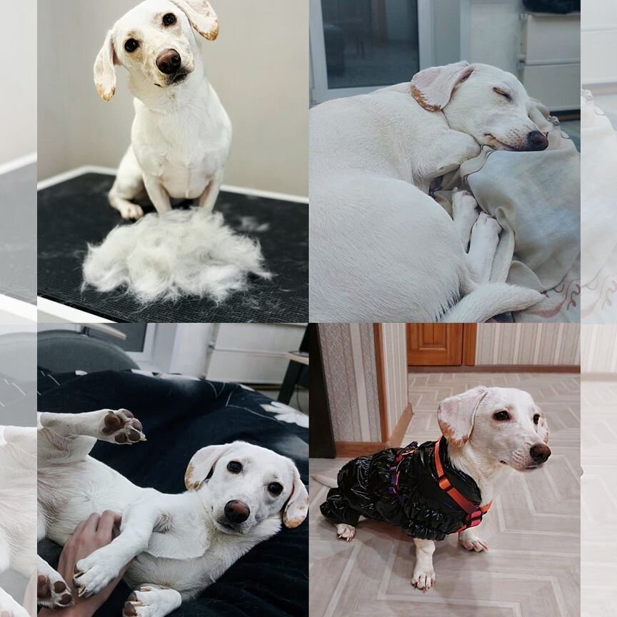 Белая такса очень красивая