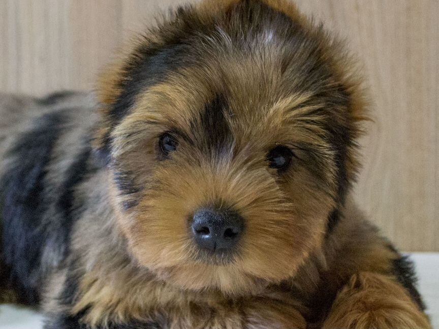 Яркие красотки