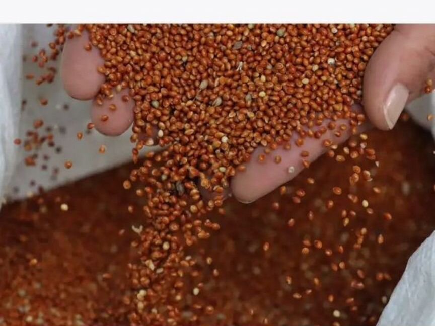 Просо для попугаев,птиц