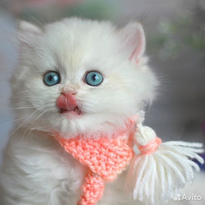 Роскошный британский Ягуар дш ny1133