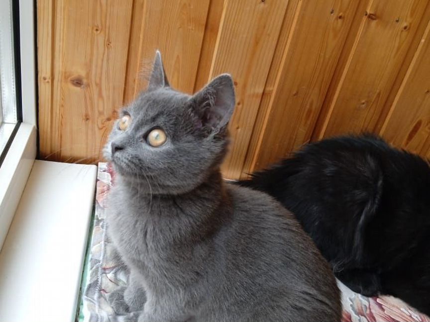 Котенок девочка русская голубая