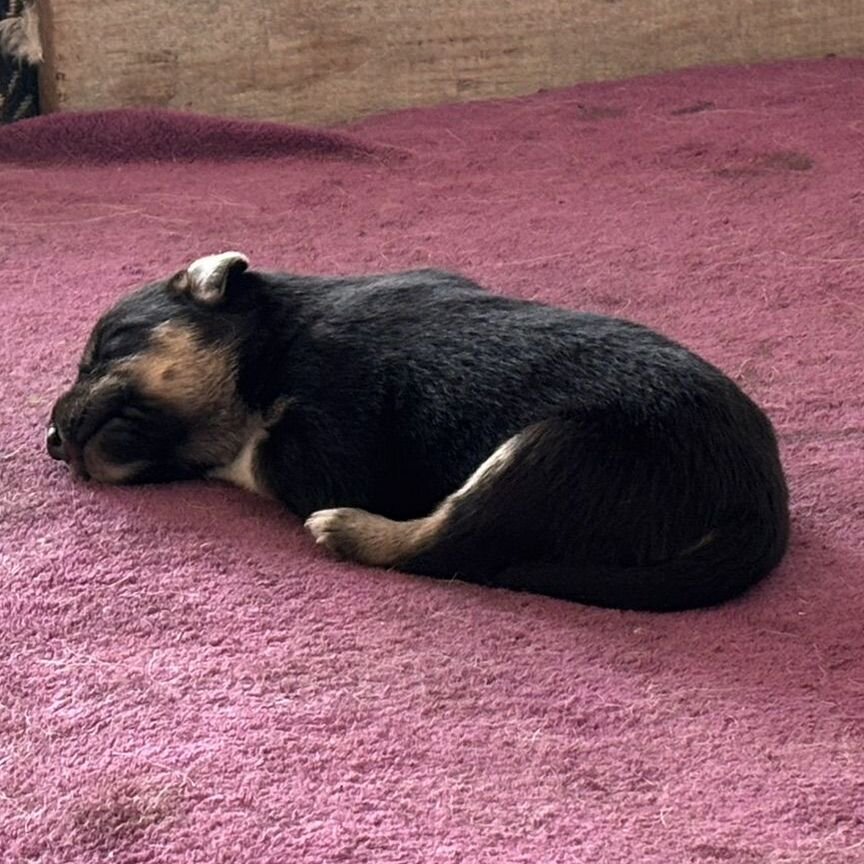 Немецкая овчарка, щенок