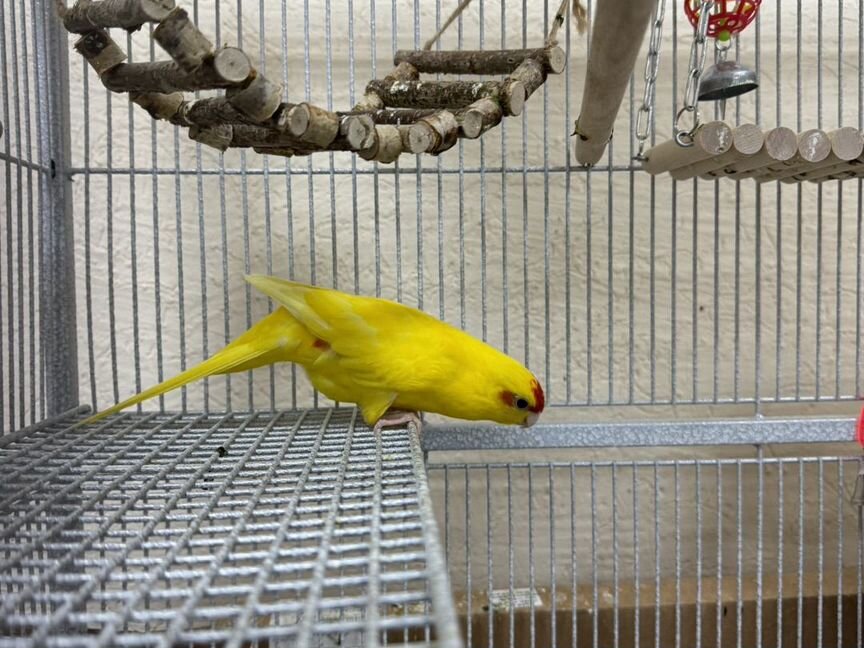 Попугай Какарики