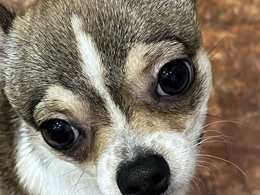 Чихуа мальчик