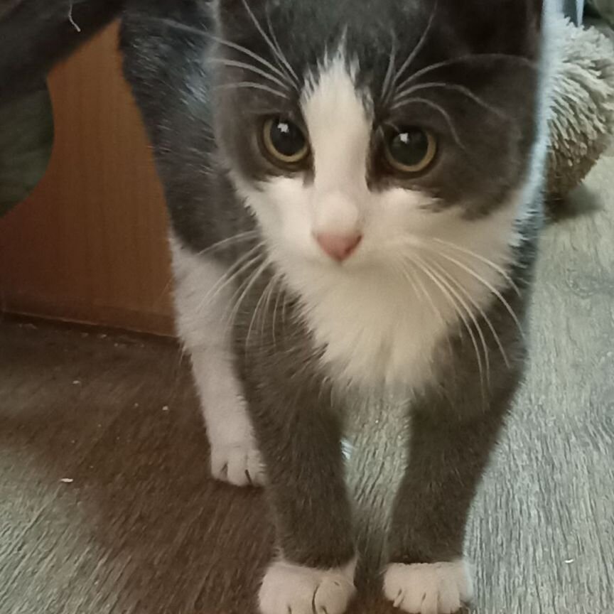 Красивый котенок