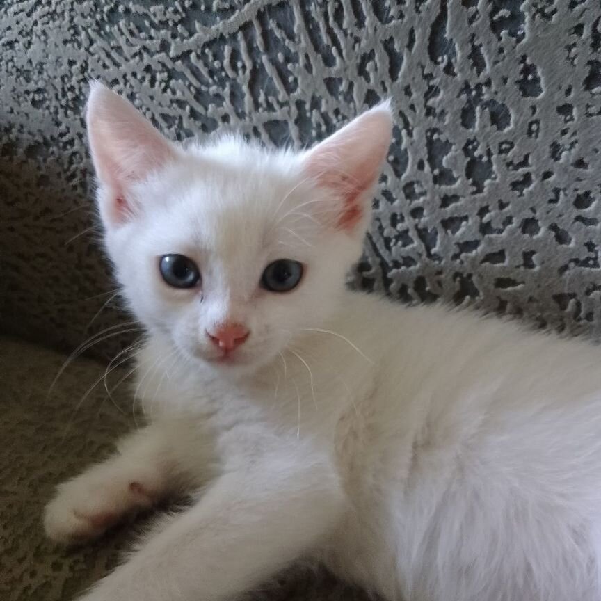 Мальчишки-коротышки