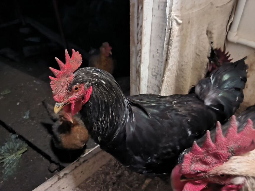 Продам молоденьких породистых петушков