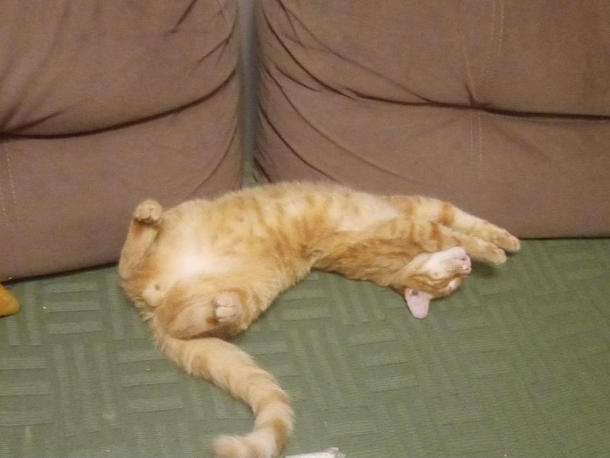 Котик Карельский бобтейл