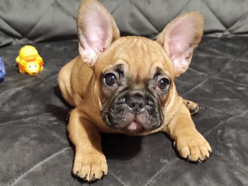 Французкие булочки