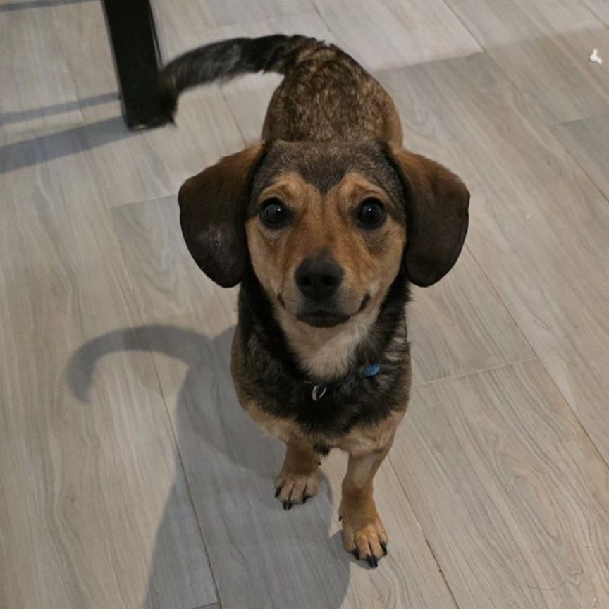 Карликовая такса, взрослая собака