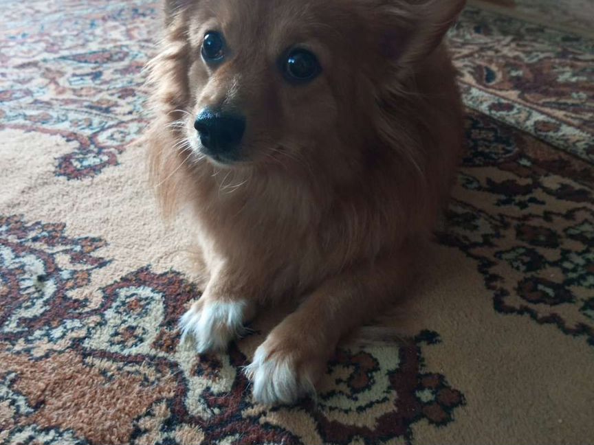 Маленькая собака шпиц