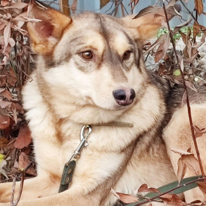 Взрослая собака в добрые руки