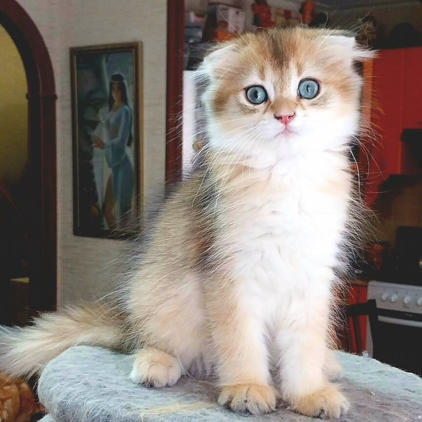 Шотландский вислоухий длинношёрстный котёнок
