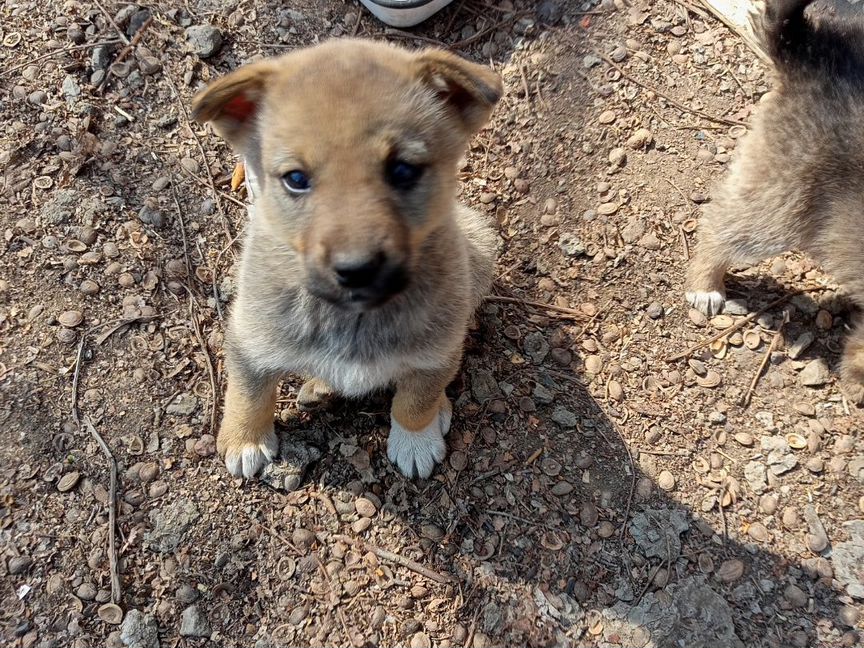 Щенки отдам в добрые руки
