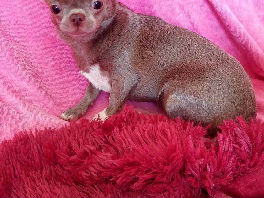 Девочка жемчужинка чихуахуа