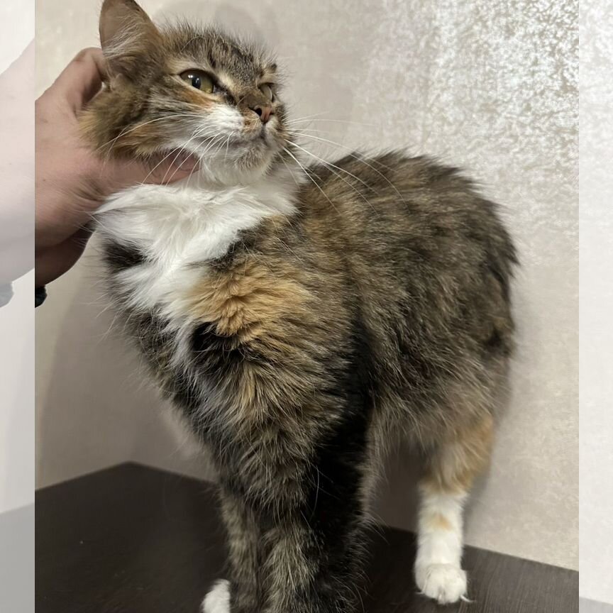 Взрослая, кошка в добрые руки