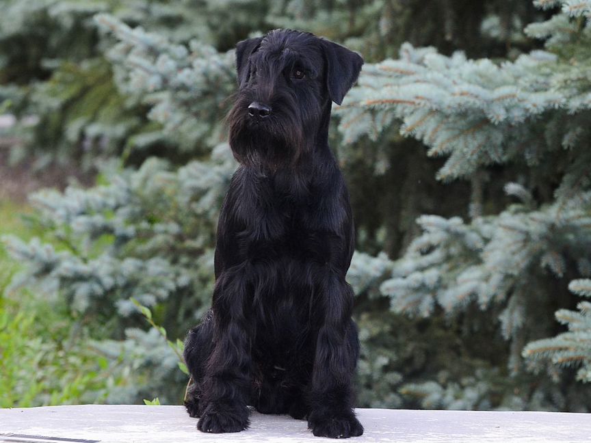 Продам щенка Шнауцер черный